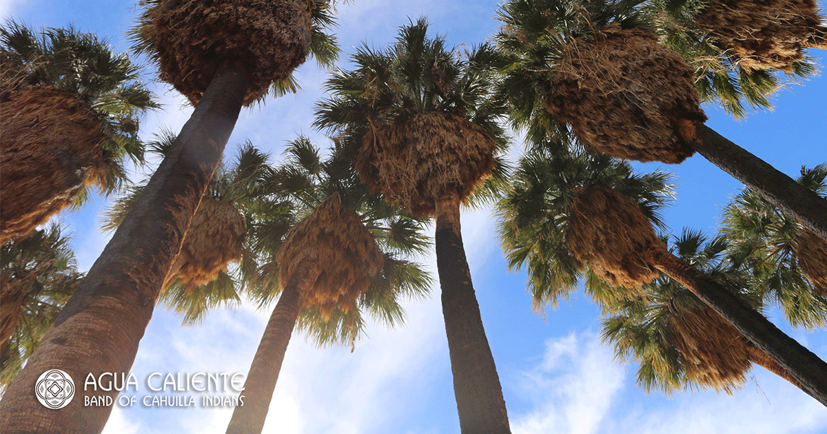Admission/Hours – Indian Canyons and Palm Canyon